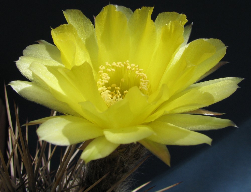 Lobivia aurea var. fallax Foto & Bild | pflanzen, pilze & flechten ...