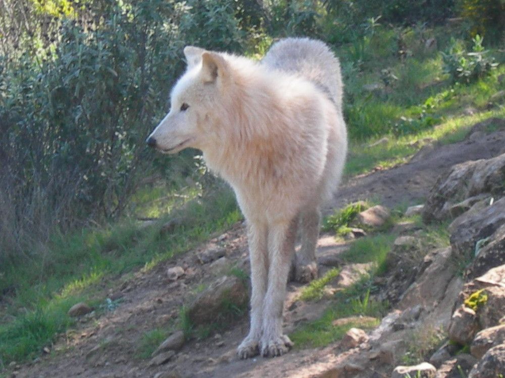 Lobo blanco Imagen & Foto | animales, animales salvajes, naturaleza ...