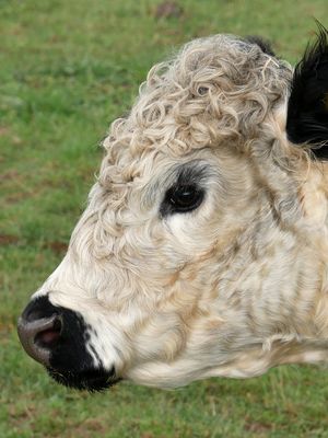 Tiere, Tierbilder, Tierfotografie