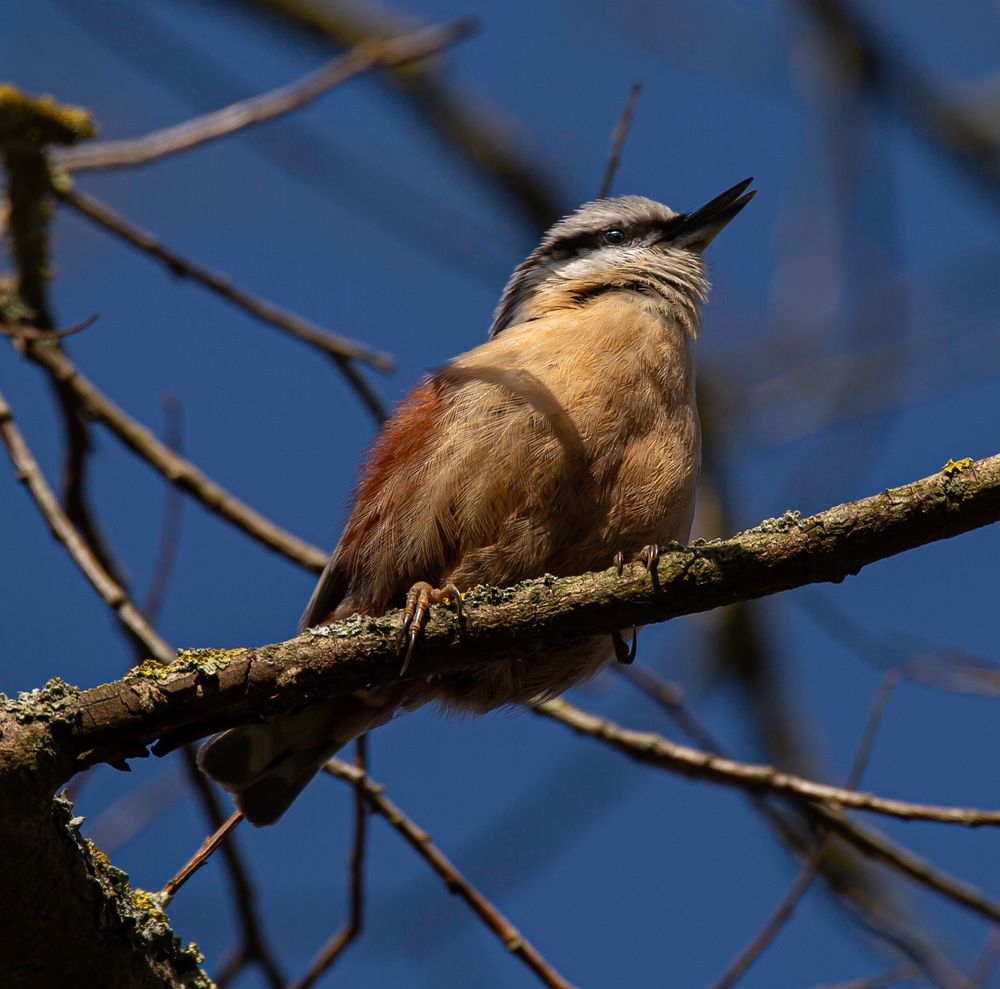 Locken Foto & Bild | natur, tiere, vögel Bilder auf fotocommunity