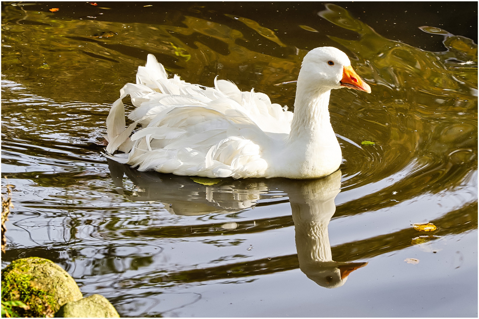 Lockengans… Foto & Bild | outdoor, wasser, herbst Bilder auf fotocommunity