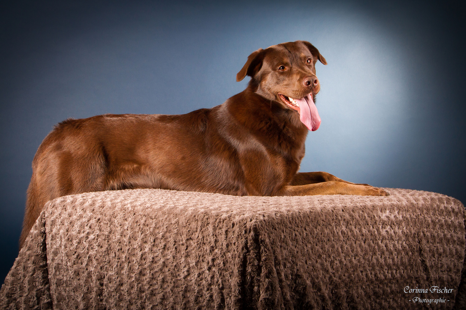 locker auf dem Hocker * Foto & Bild | tiere, haustiere, hunde Bilder ...