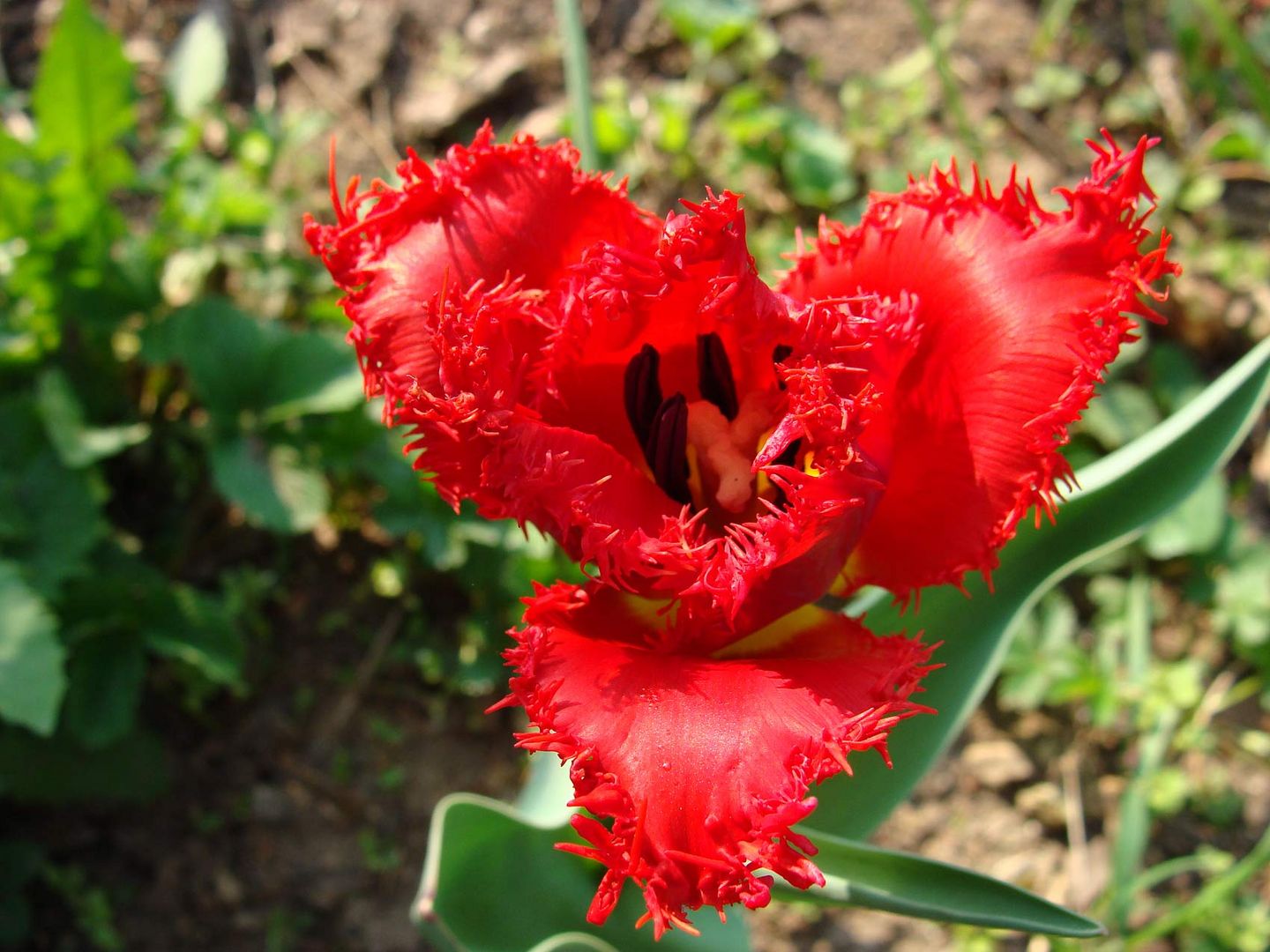 Lockige-Tulpe- Foto & Bild | spezial, frühling, natur Bilder auf fotocommunity