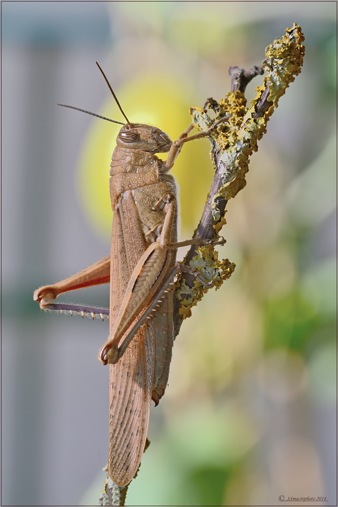 Locusta comune Foto % Immagini| macro e close up, macro di insetti ...