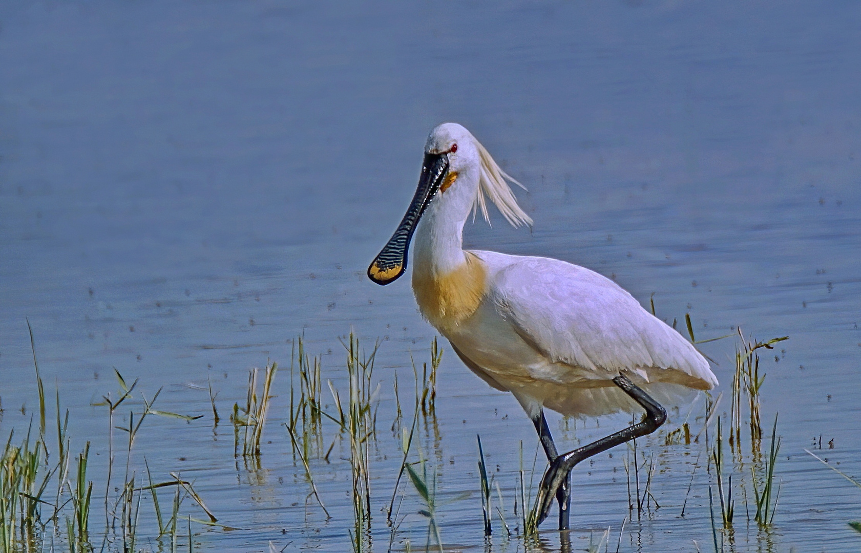 Löffler Foto & Bild | tiere, wildlife, wild lebende vögel Bilder auf ...