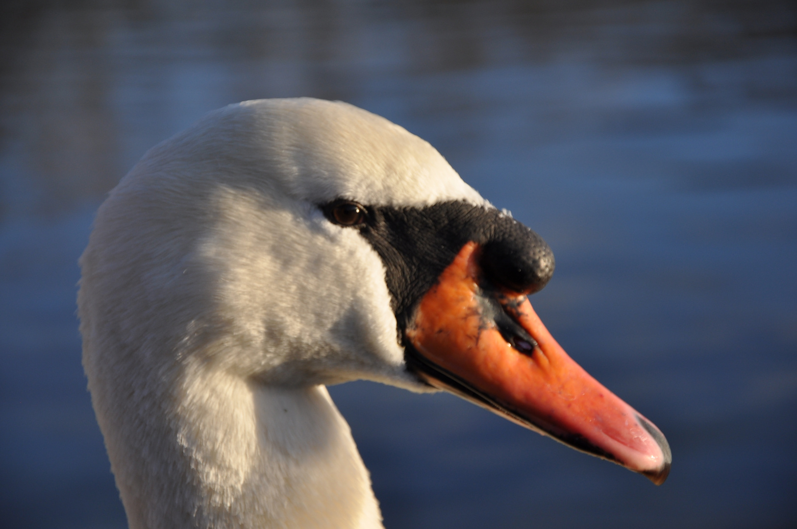 L'oeil du Cygne photo et image | animaux, animaux sauvages, oiseaux ...