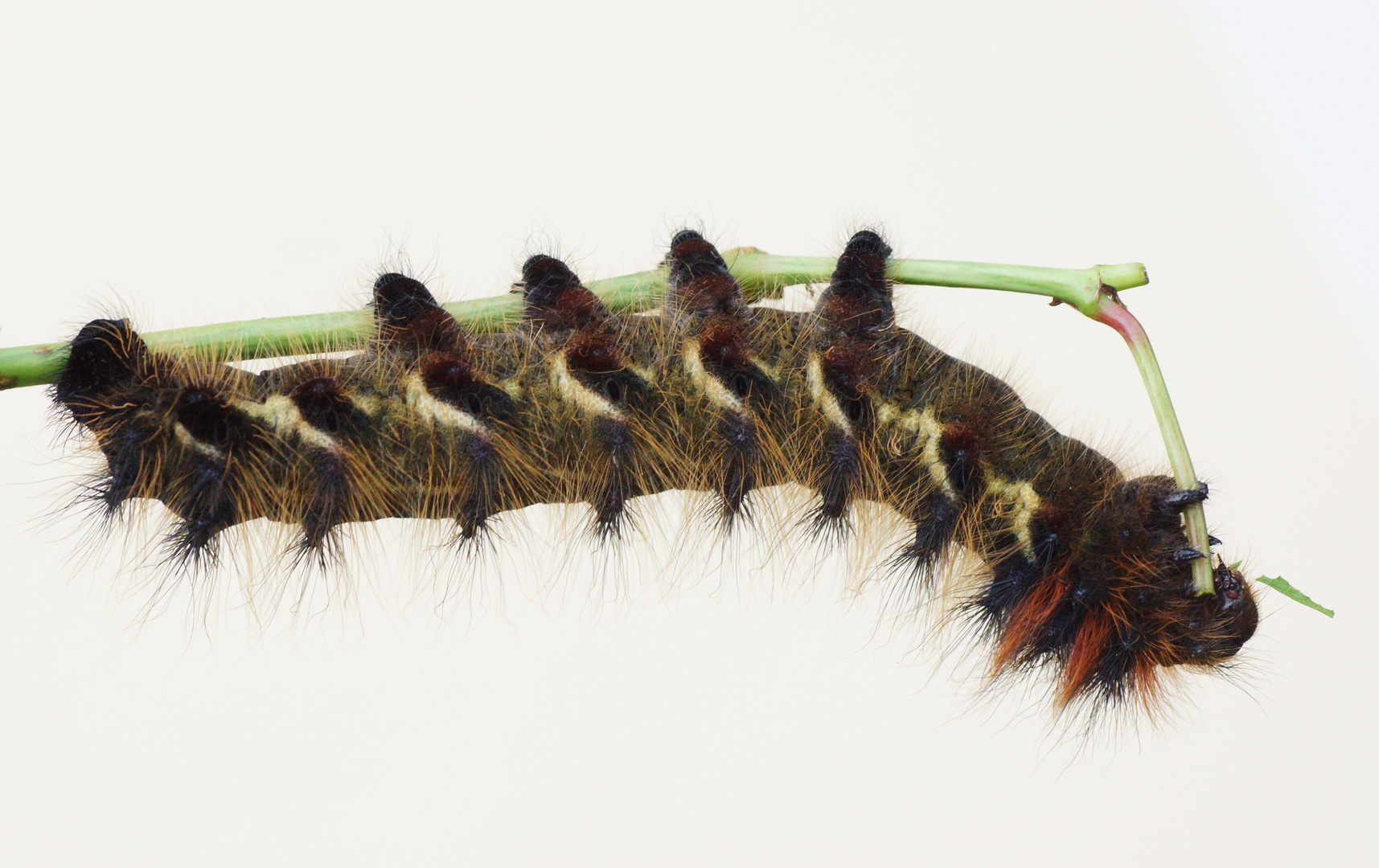 Loepa oberthuri Foto & Bild | makro, natur, nachtfalter Bilder auf ...