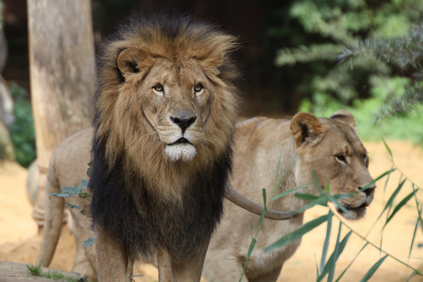 Loeve Foto & Bild | tiere, natur Bilder auf fotocommunity