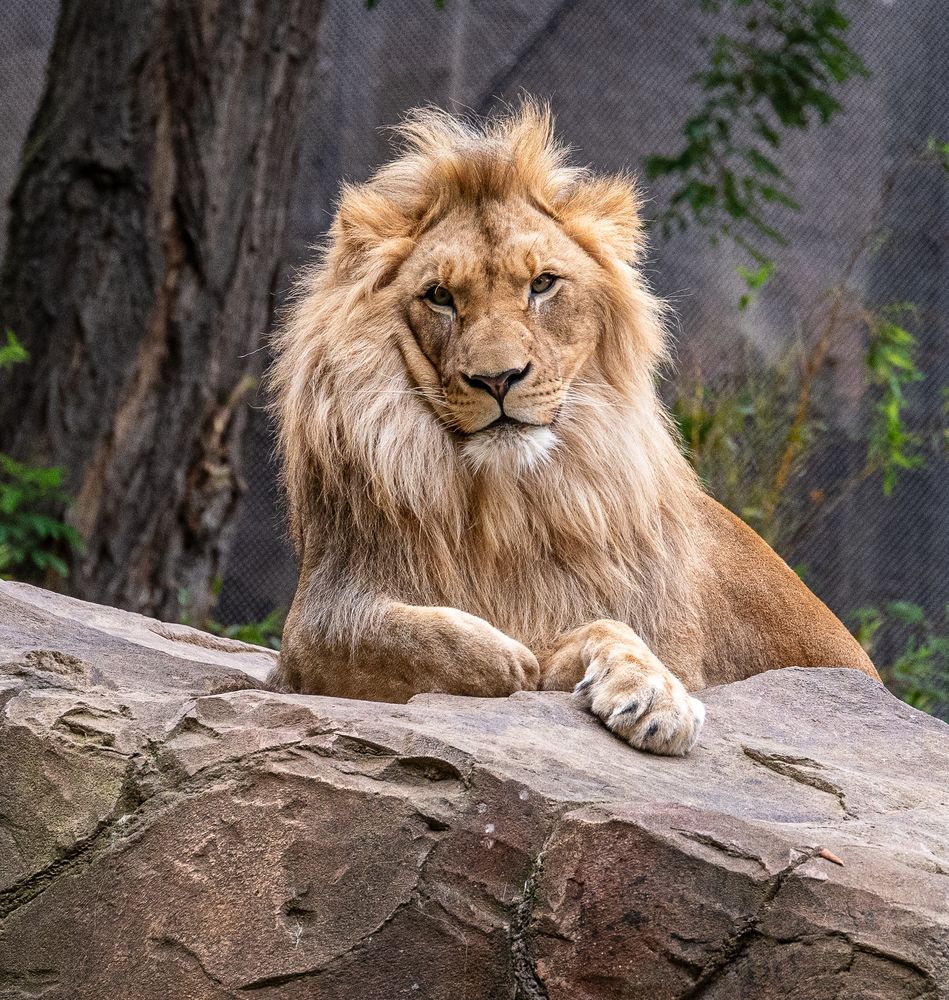 Löwe Foto & Bild | tiere, zoo, wildpark & falknerei, zoo Bilder auf fotocommunity