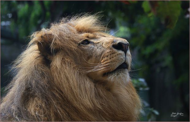 Halle (Saale) Bilder & Fotos