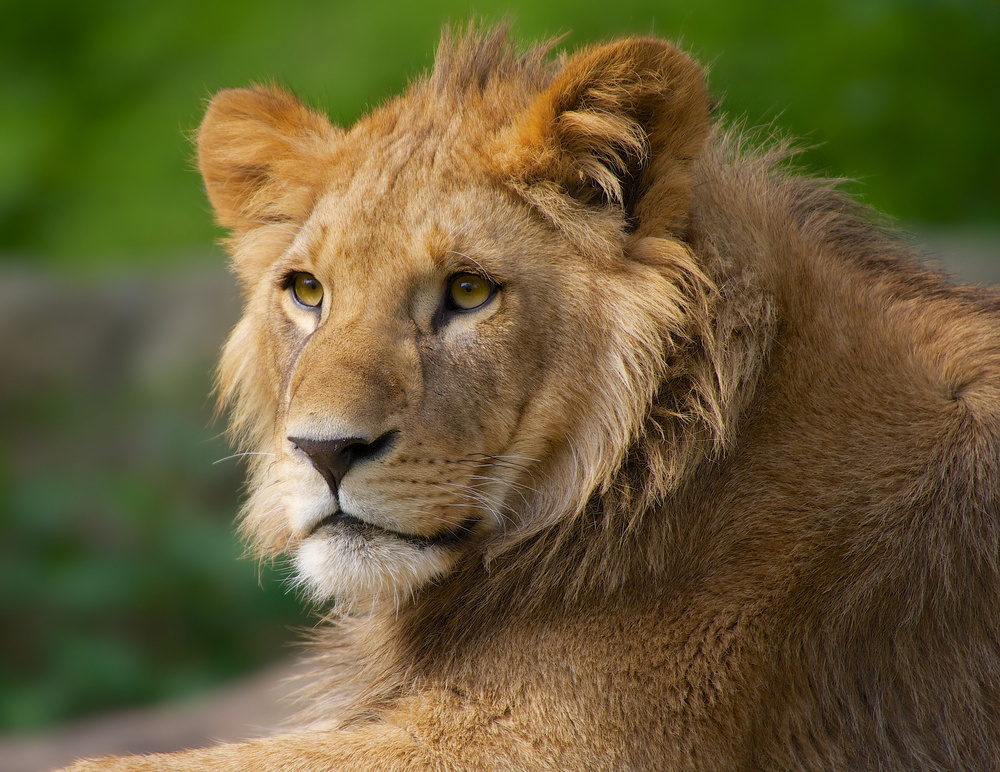 Löwe im Münchner Tierpark Hellabrunn Foto & Bild | tiere, zoo, wildpark ...