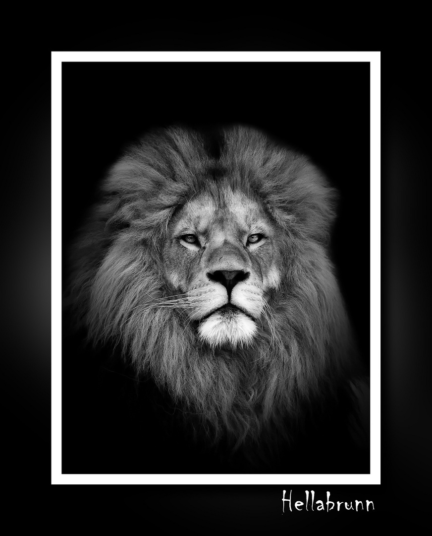 Löwe in Hellabrunn Foto & Bild | tiere, zoo, wildpark & falknerei ...