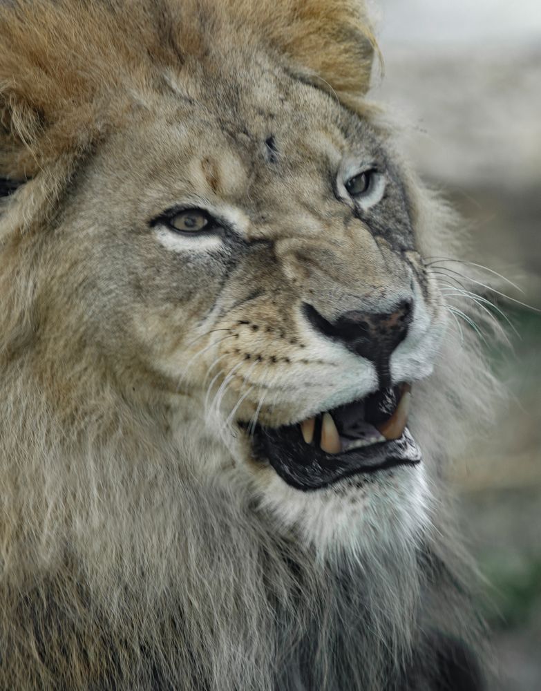 Löwen Foto & Bild | fotos, tiere, motive Bilder auf fotocommunity