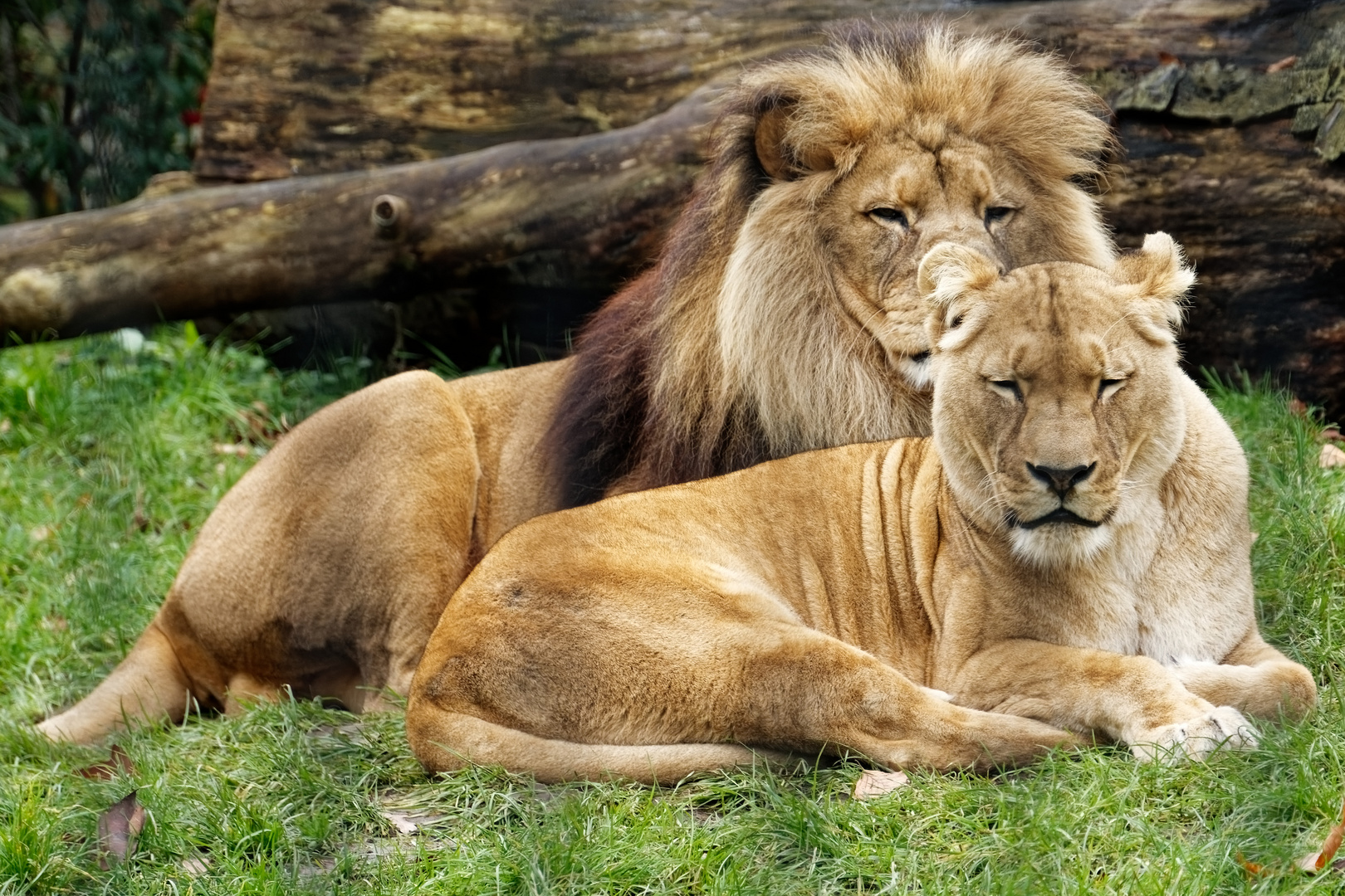 Löwen Foto & Bild | tiere, zoo, wildpark & falknerei, säugetiere Bilder ...