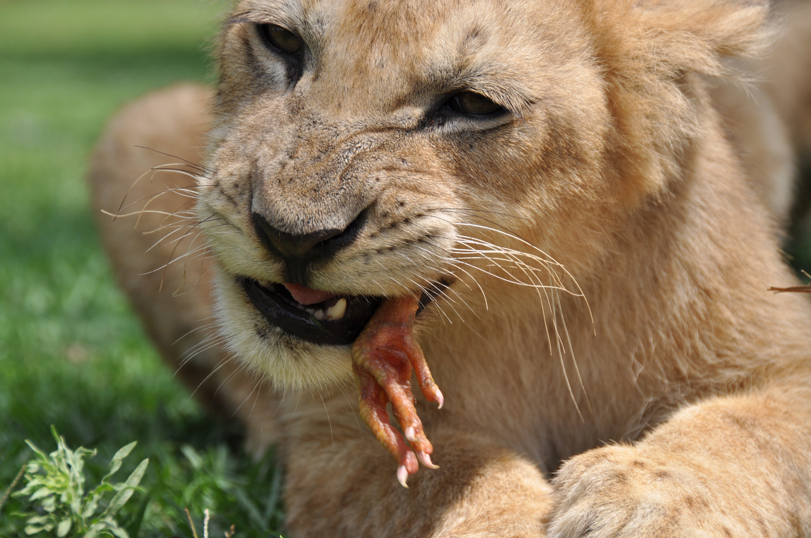 Löwen Baby / Lion Cub eating Chicken Foto & Bild | tiere, wildlife ...