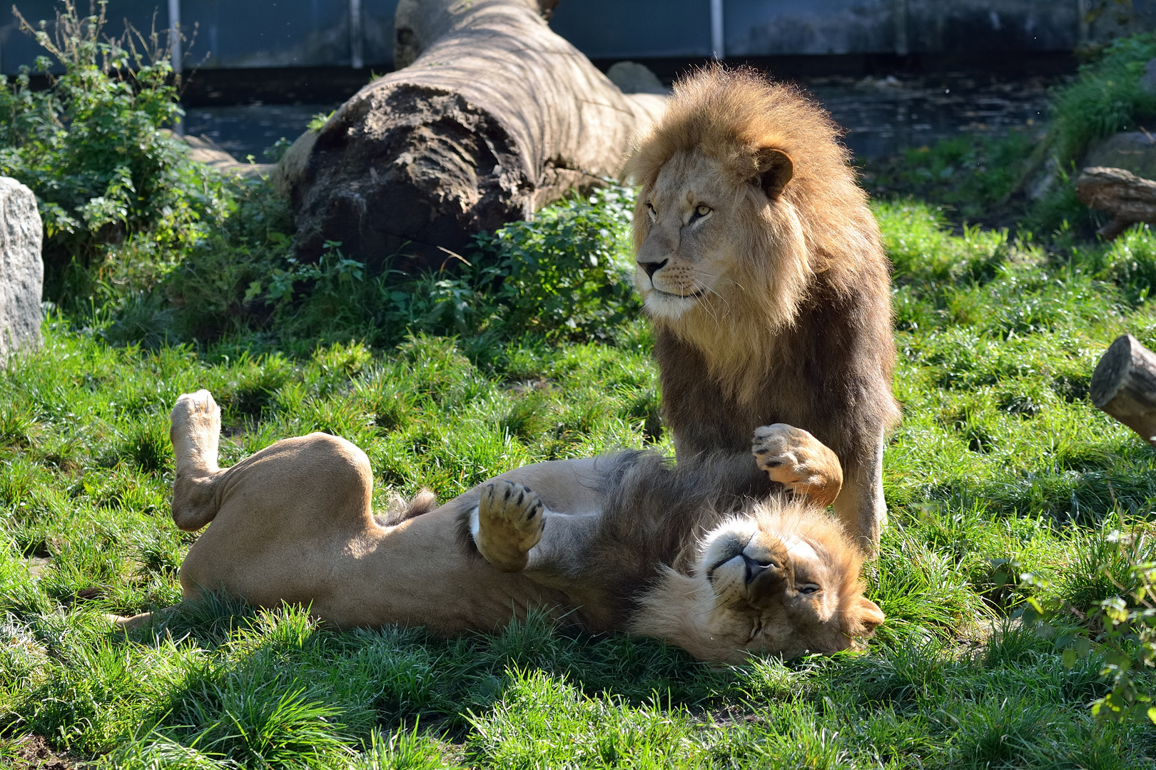 Löwen im Tierpark Hellabrunn Foto & Bild | tiere, zoo, wildpark ...
