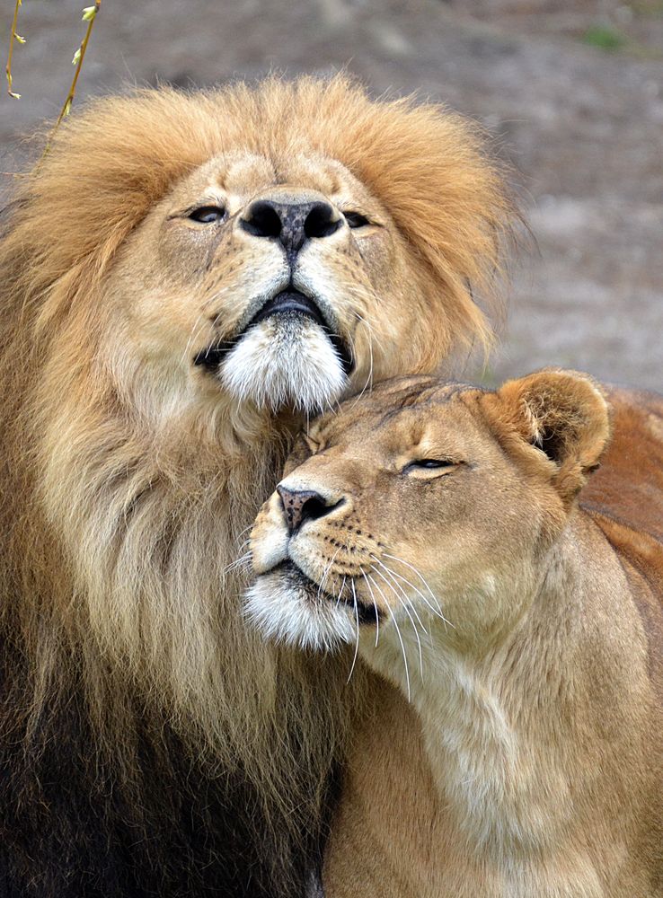 Löwen-Liebe Foto & Bild | tiere, wildlife, säugetiere Bilder auf ...