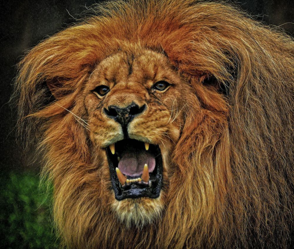 Löwen Portrait Foto & Bild | fotos, natur, portrait Bilder auf ...