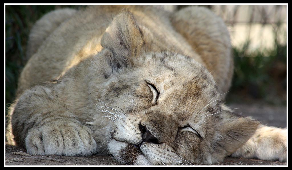 Löwenbaby in Südafrika Foto & Bild | tiere, tierkinder, südafrika ...