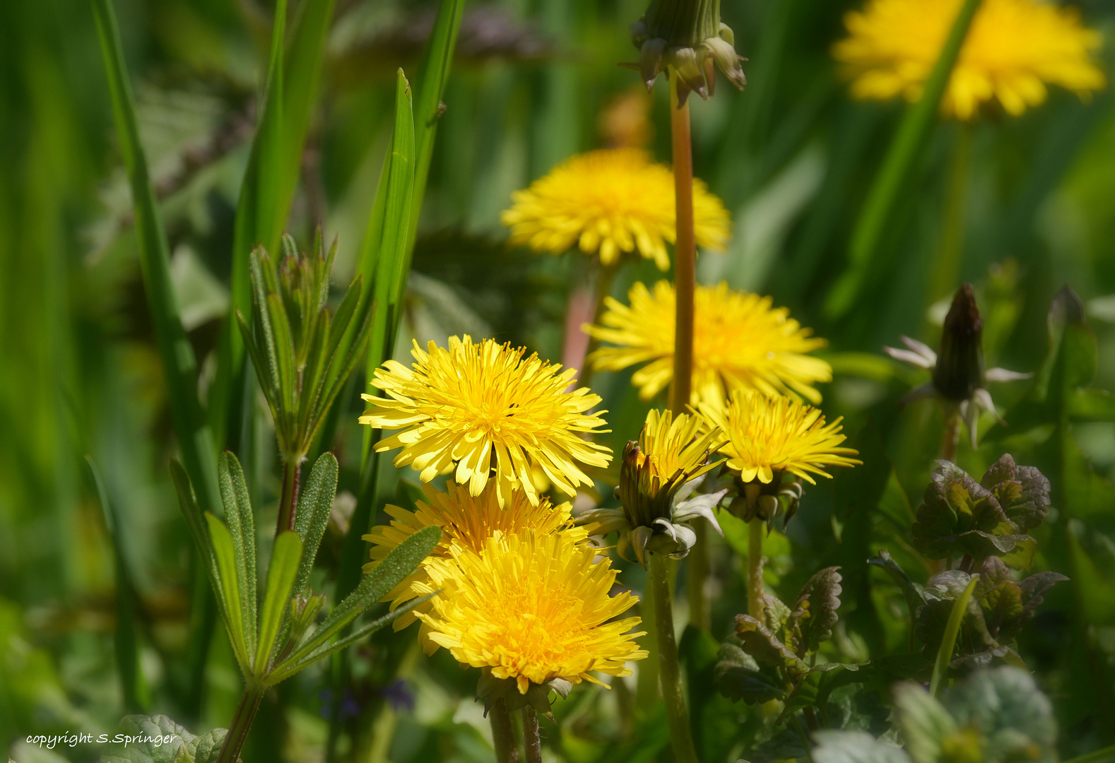 Löwenzahn Foto & Bild | blumen, natur, neandertal Bilder auf fotocommunity
