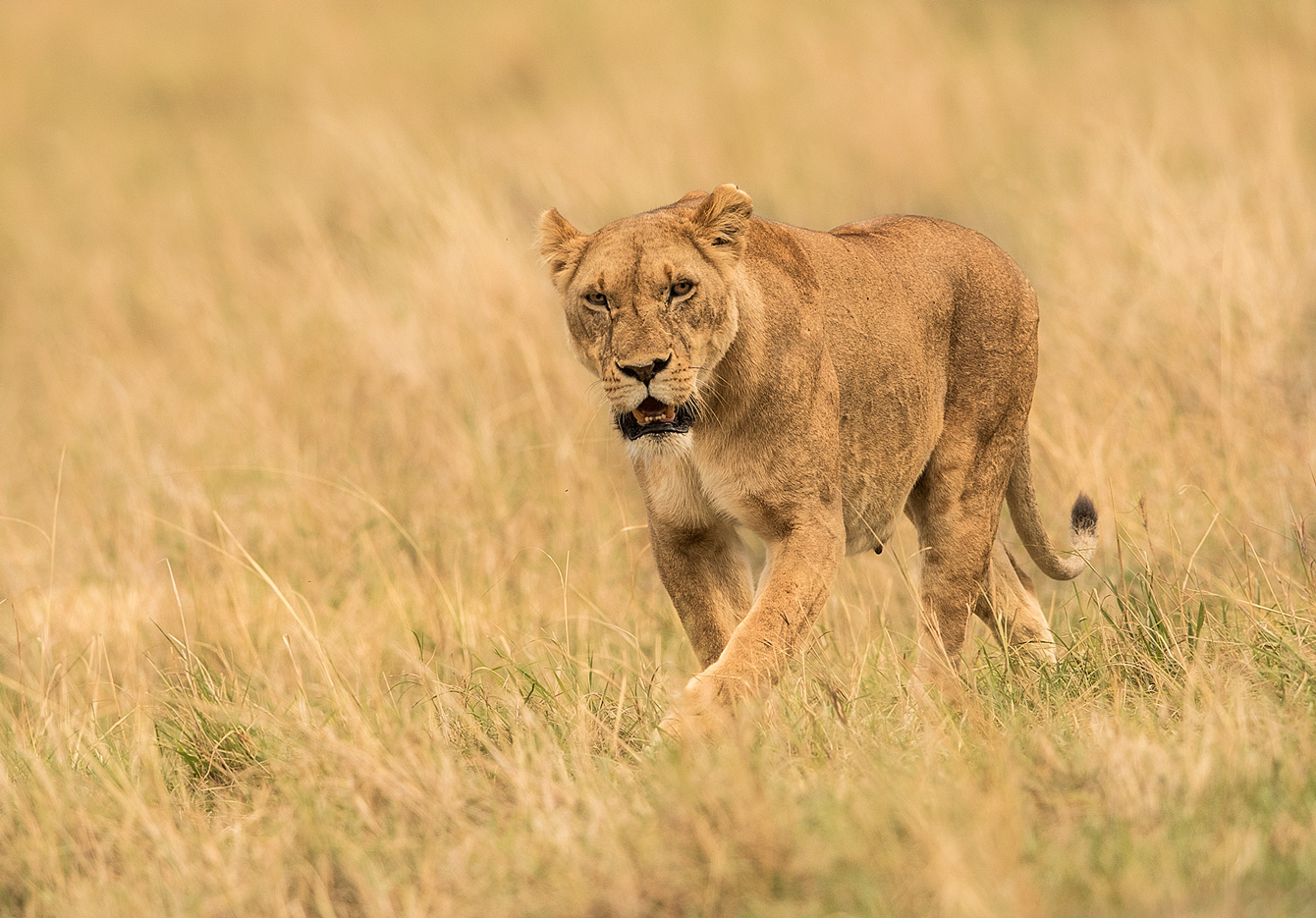 Löwin in der Savanne Foto & Bild | tiere, wildlife, kenia,fotosafari 5 ...