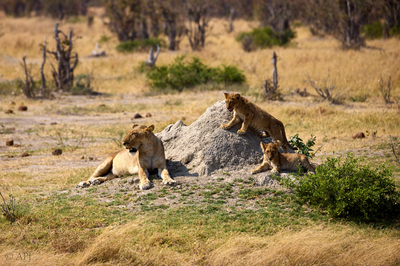 Löwin mit zwei Cubs Foto & Bild | world, natur, afrika Bilder auf fotocommunity