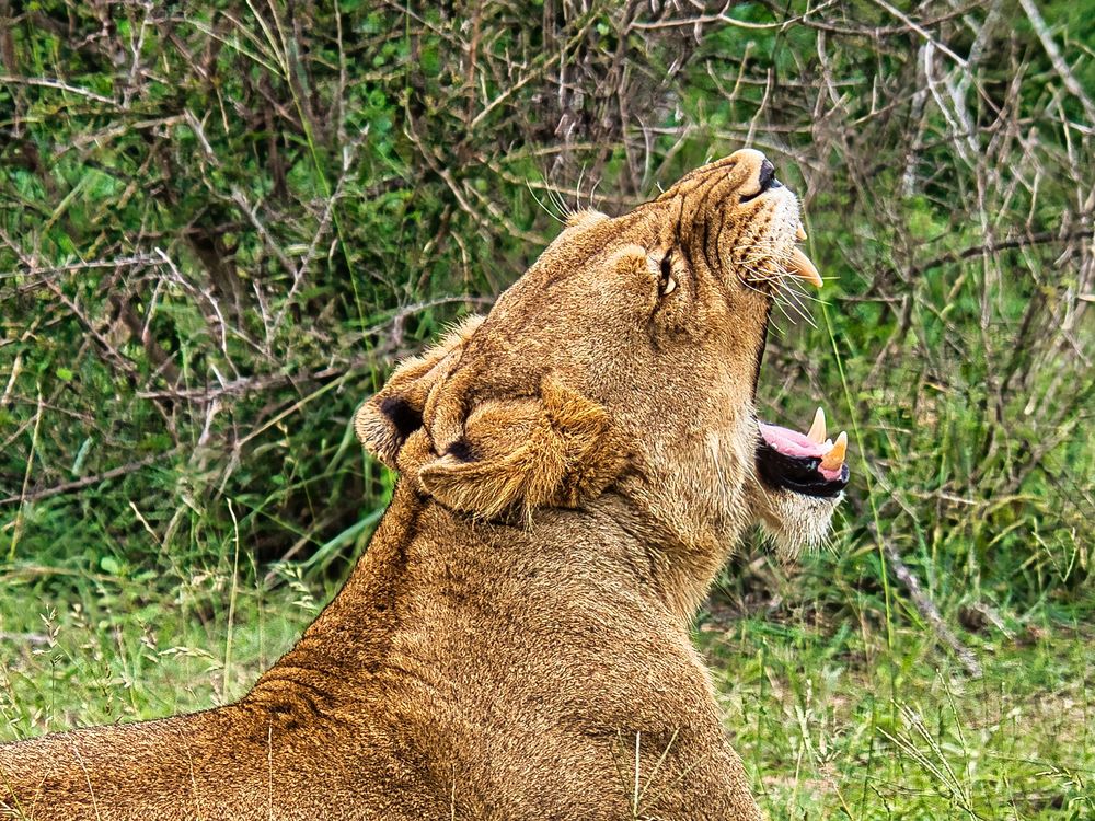Löwinnen Kopf Foto & Bild | natur, tiere, wildlife Bilder auf fotocommunity