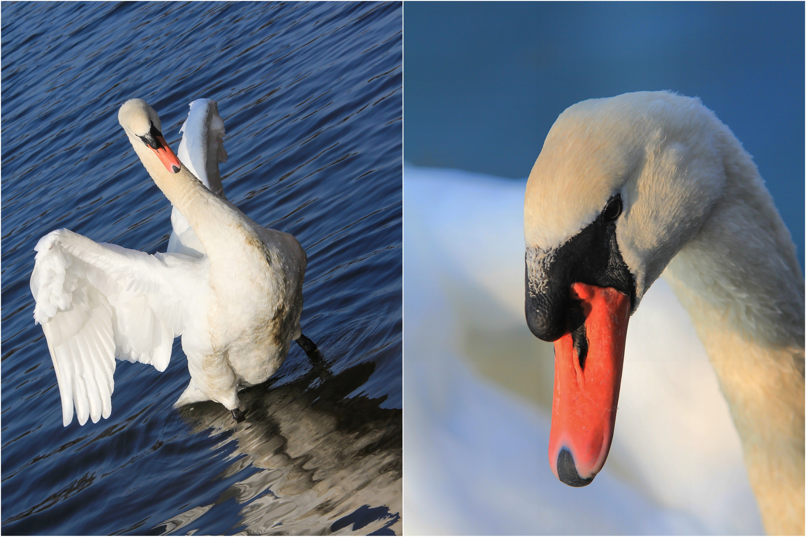 Lohengrin Foto & Bild | tiere, wildlife, wild lebende vögel Bilder auf ...