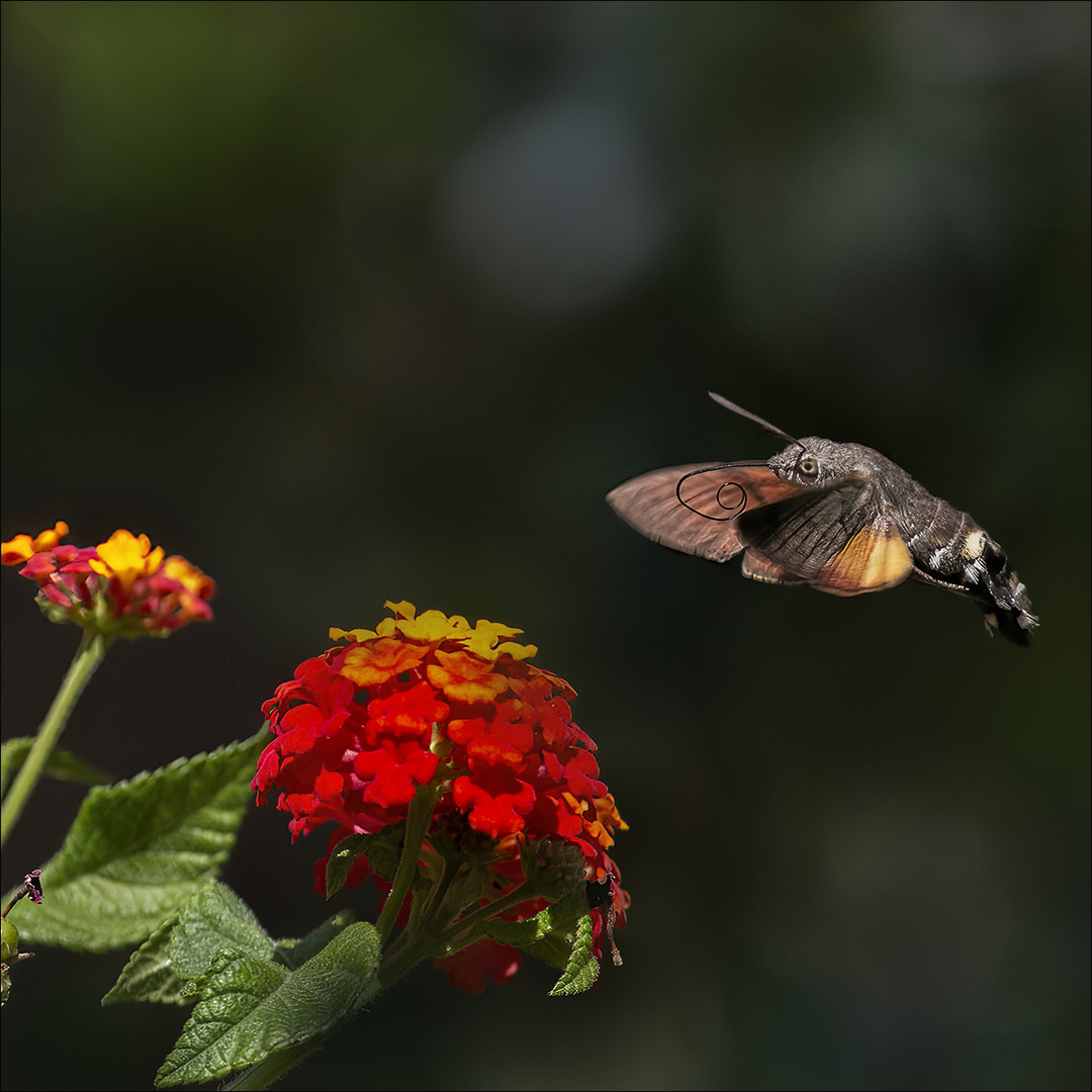 L'oiseau mouche photo et image | nature, papillon, oiseaux Images ...