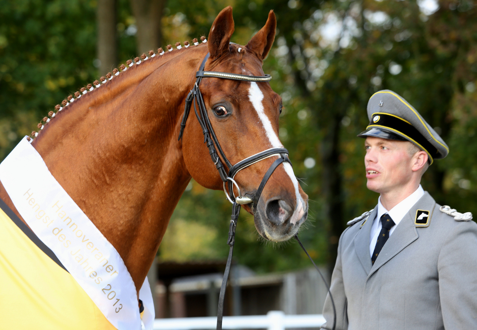 Londonderry Hengst des Jahres 2013 Foto & Bild | tiere, haustiere ...