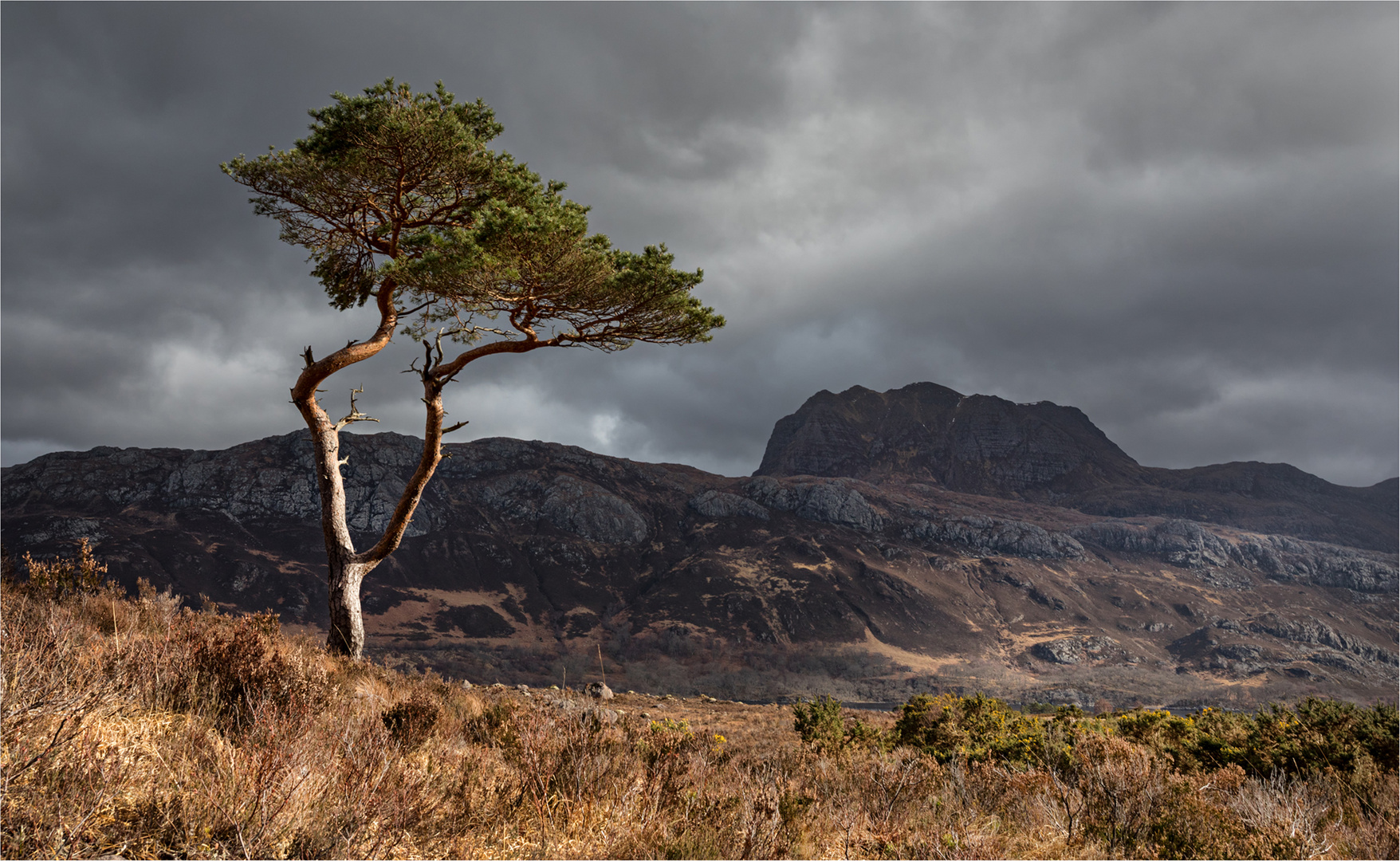 lone pine Foto & Bild | nature, outdoor, schottland Bilder auf ...
