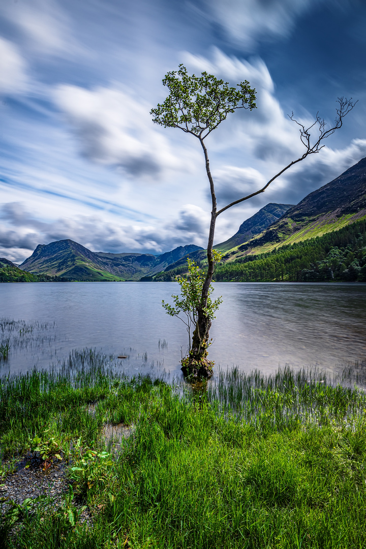 Lone Tree of Buttermere Foto & Bild | nature, uk, water Bilder auf ...