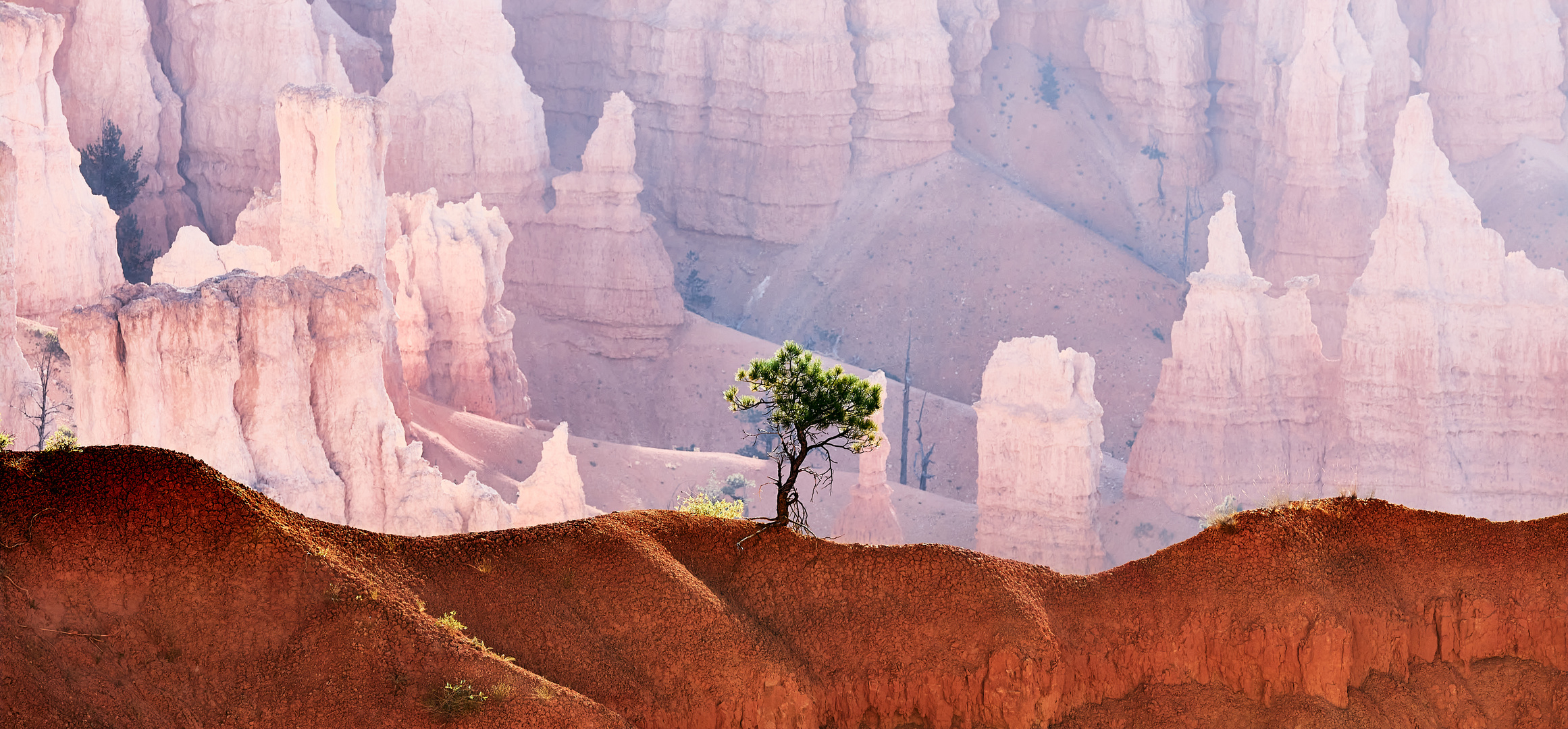 Loneley Tree, Bryce Canyon Foto & Bild | north america, united states ...
