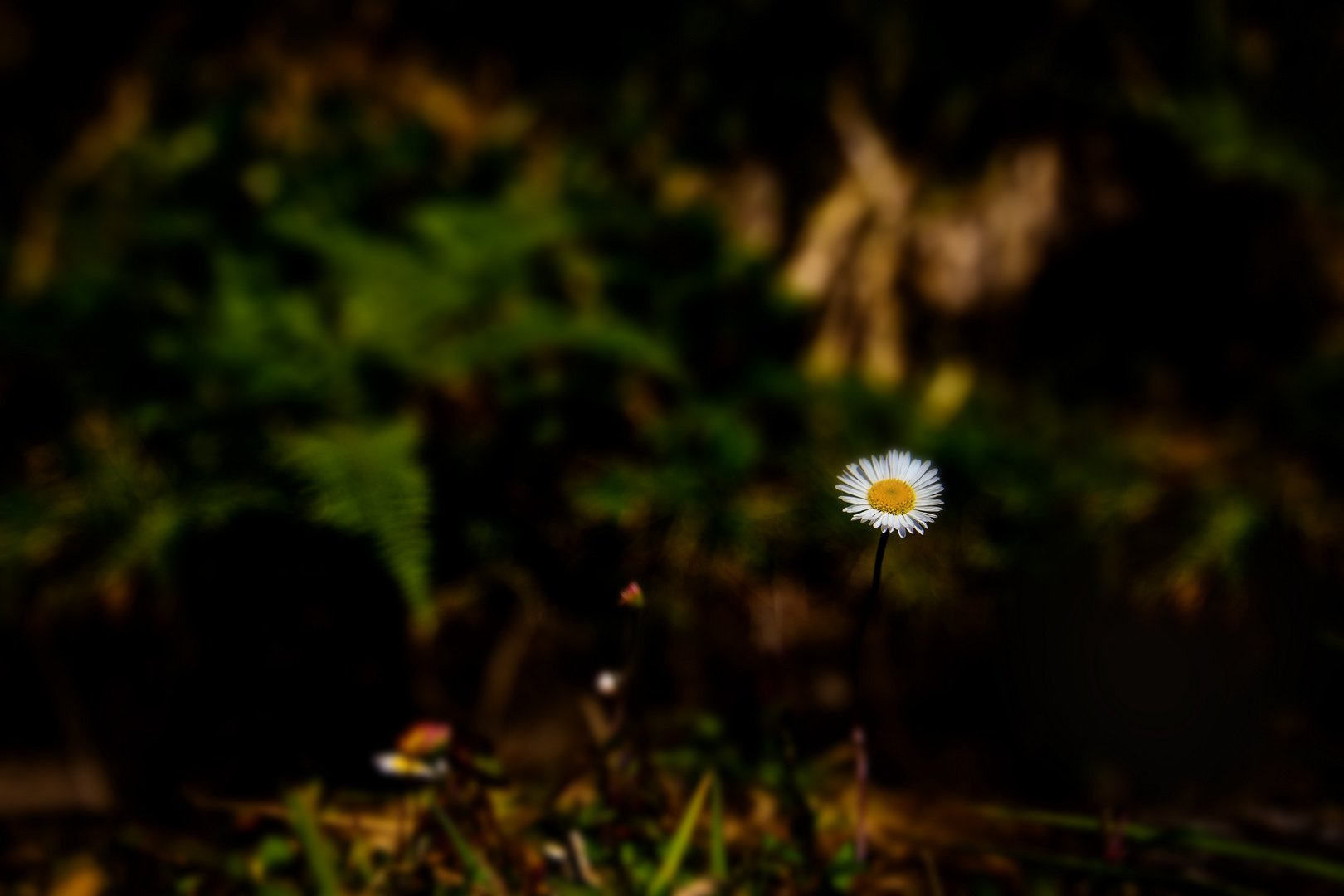 lonely daisy Foto & Bild | spezial, frühling, natur Bilder auf ...