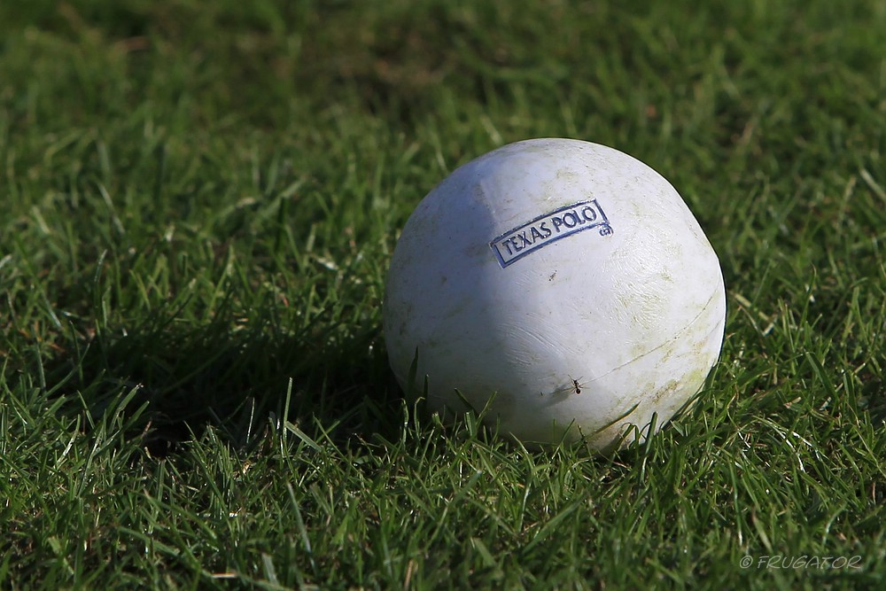 "Lonesome Polo-Ball"... Foto & Bild | sport, sport mit tieren ...