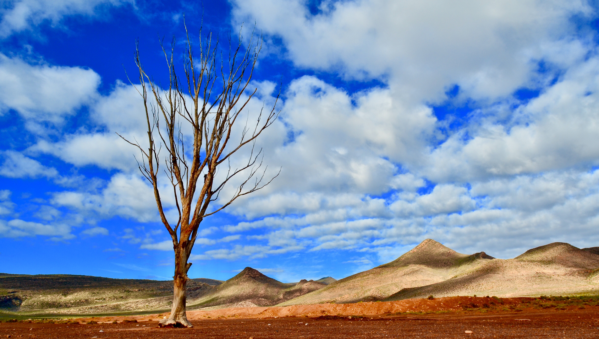 Lonesome Tree at little Karoo Foto & Bild | africa, southern africa ...