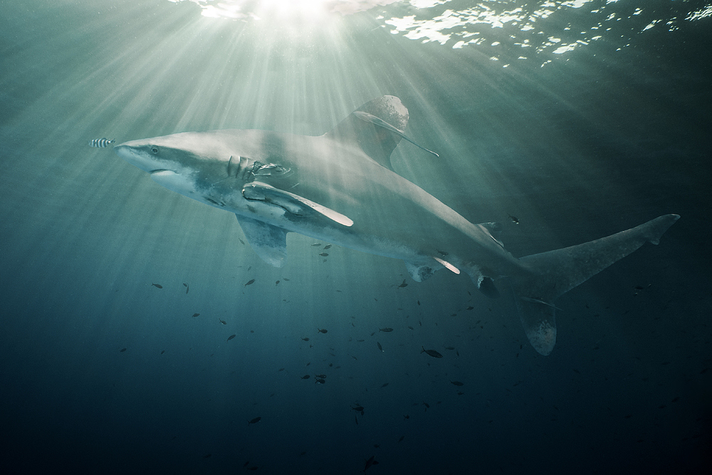 * Longimanus * Foto & Bild | unterwasser, uw-salzwasser, natur-kreativ ...