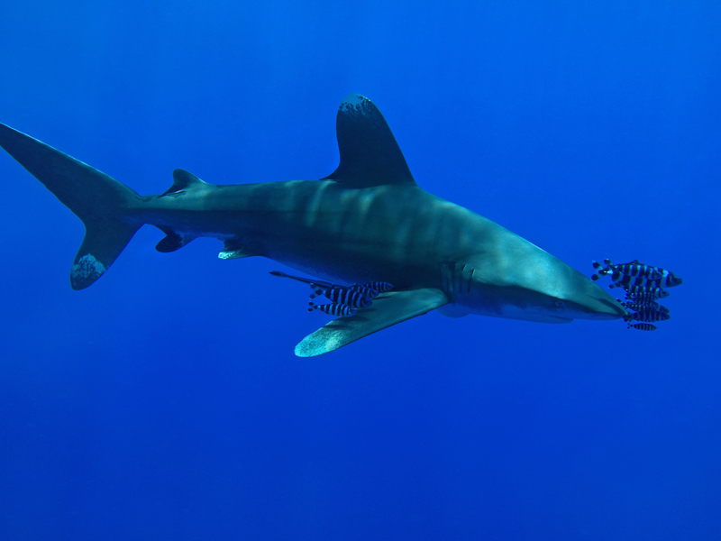 Longimanus Foto & Bild | unterwasser, uw-salzwasser, natur-kreativ ...