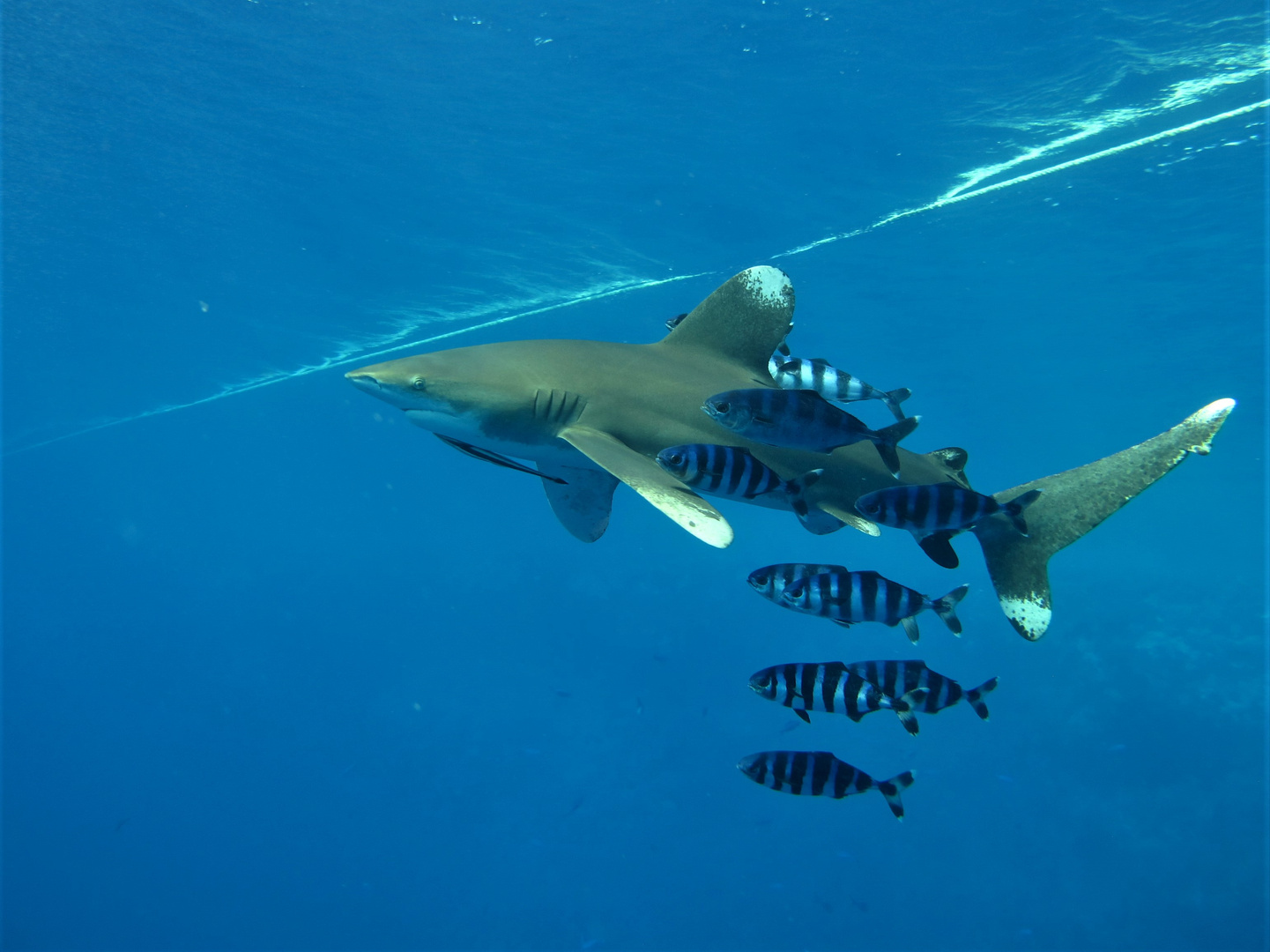 Longimanus Foto & Bild | fotos, meer, natur Bilder auf fotocommunity