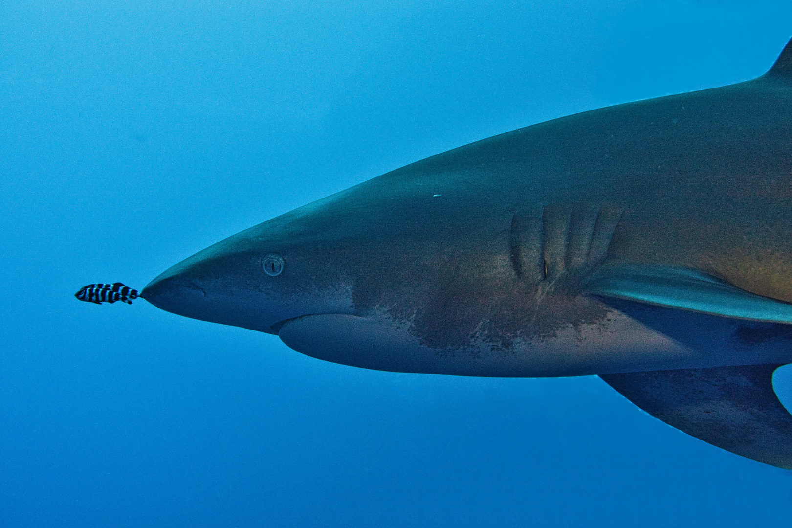 Longimanus Foto & Bild | unterwasser, uw-salzwasser, natur-kreativ ...