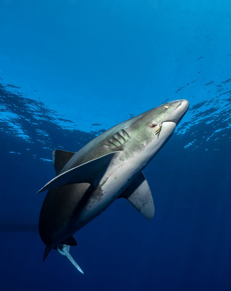 Longimanus Foto & Bild | blue, nature, meer Bilder auf fotocommunity