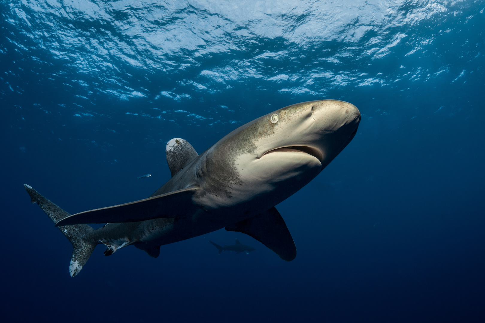 Longimanus Foto & Bild | wasser, sea, meer Bilder auf fotocommunity