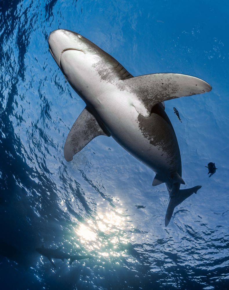 Longimanus Foto & Bild | blue, nature, meer Bilder auf fotocommunity