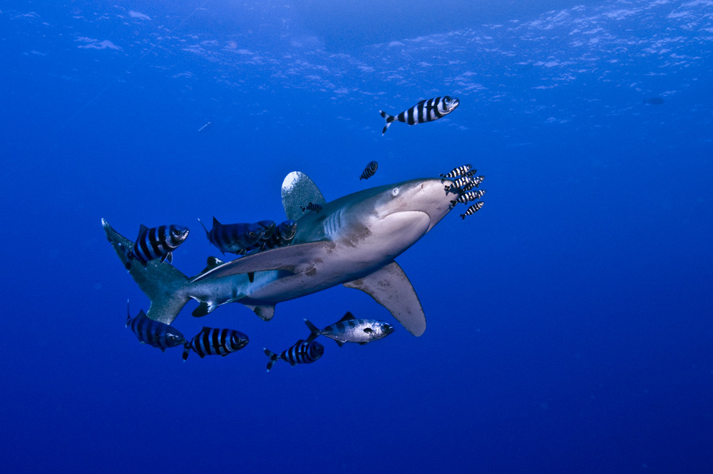 Longimanus mit Makrelen Foto & Bild | unterwasser, uw-salzwasser, natur ...
