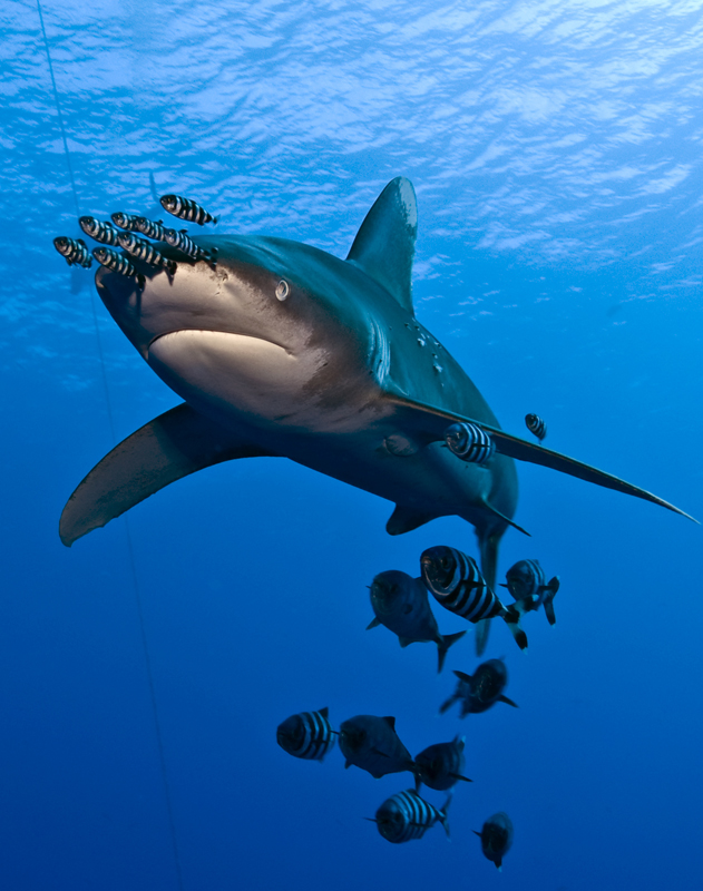 Longimanus Weißspitzenhochsee Hai Foto & Bild | unterwasser, uw ...