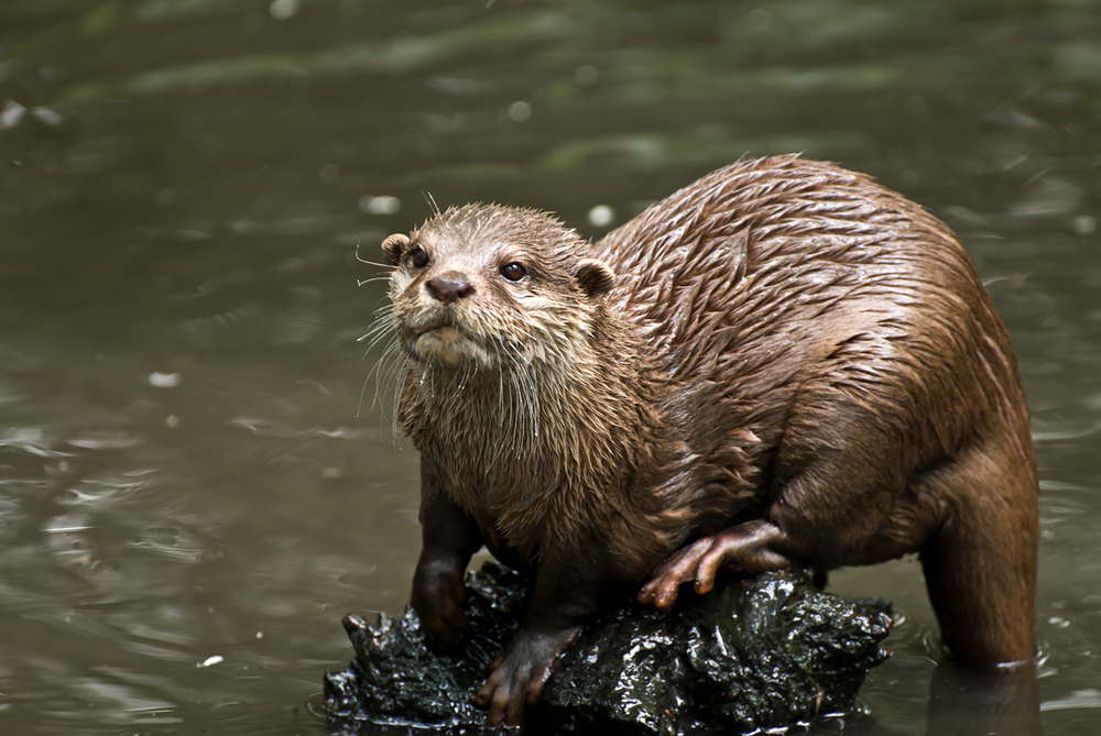 Lontra Foto % Immagini| animali, ritratti bestiali, natura Foto su ...