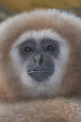 Animals Pictures & Photos