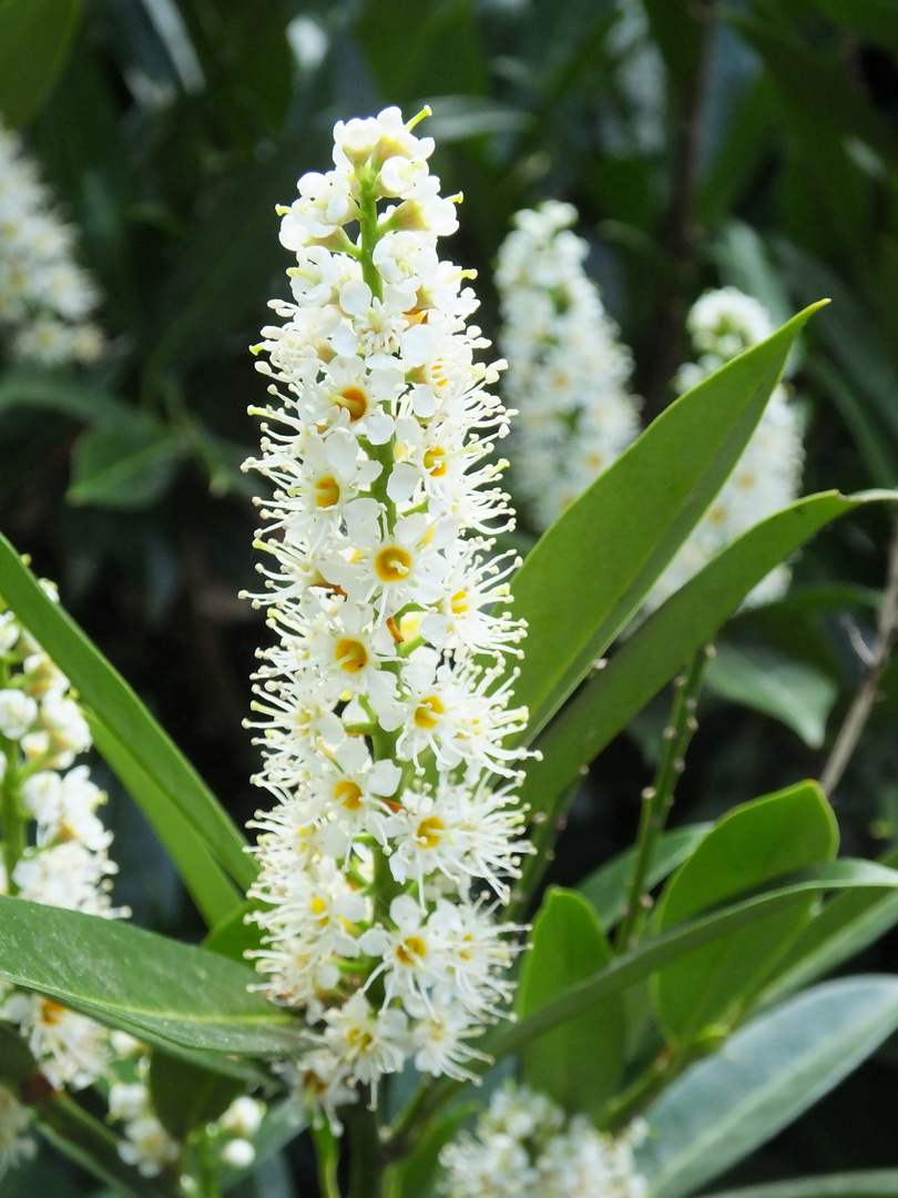 Lorbeer Blüte Foto & Bild | pflanzen, pilze & flechten, sträucher ...