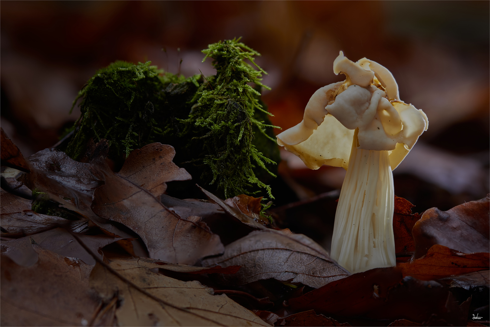 Lorchel 3 Foto & Bild | natur, herbst, pflanzen Bilder auf fotocommunity