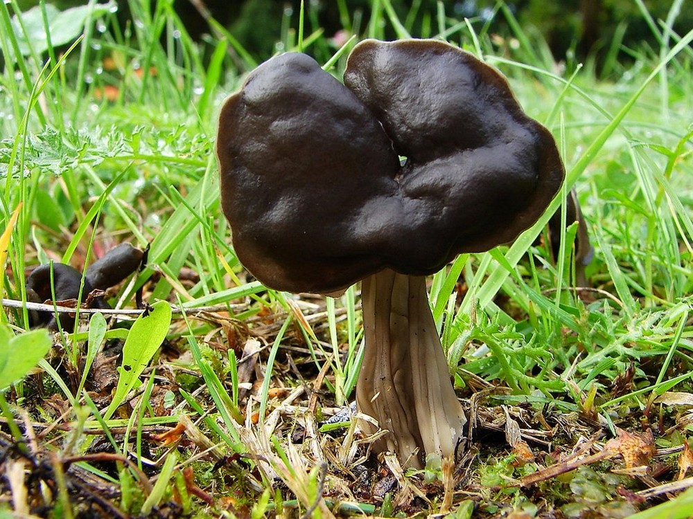 Lorchel Foto & Bild | pflanzen, pilze & flechten, pilze & flechten ...